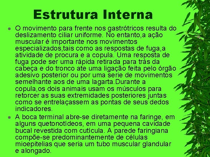 Filo Rotifera Rotferos Caractersticas Gerais Simetria bilateral Corpo