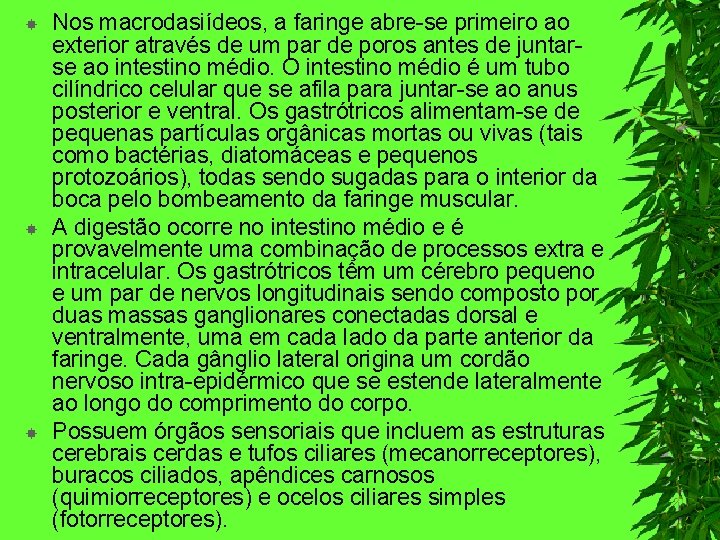 Filo Rotifera Rotferos Caractersticas Gerais Simetria bilateral Corpo