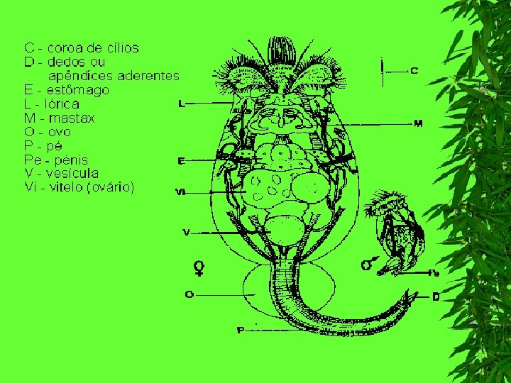 Filo Rotifera Rotferos Caractersticas Gerais Simetria bilateral Corpo
