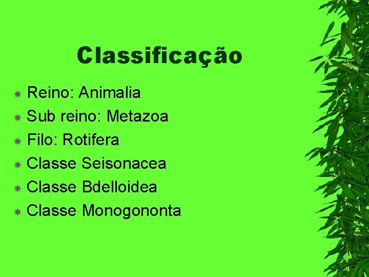 Filo Rotifera Rotferos Caractersticas Gerais Simetria bilateral Corpo