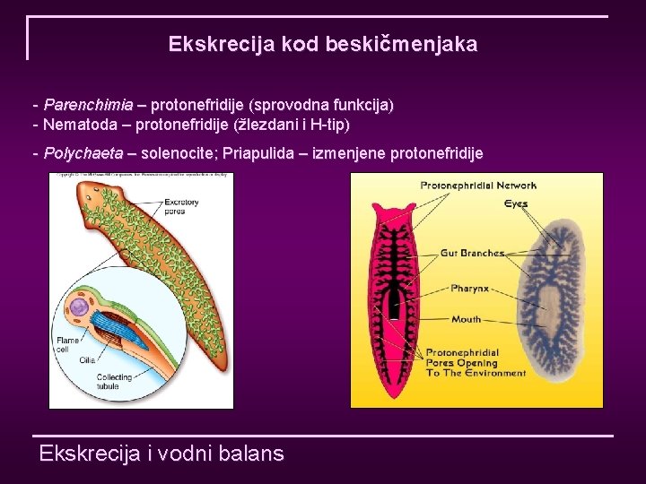 Ekskretorni sistem Ekskrecija eliminacija krajnjih produkata metabolizma u