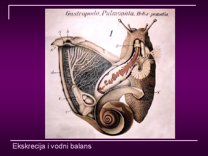 Ekskretorni sistem Ekskrecija eliminacija krajnjih produkata metabolizma u