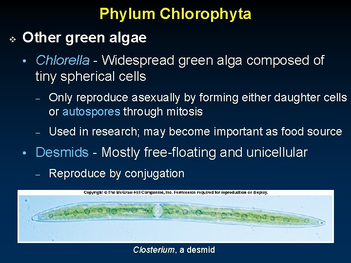 Chapter 15 Lecture Outline Kingdom Protista Copyright The