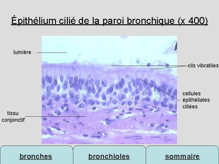 M Chosseler Histologie des bronches et des bronchioles