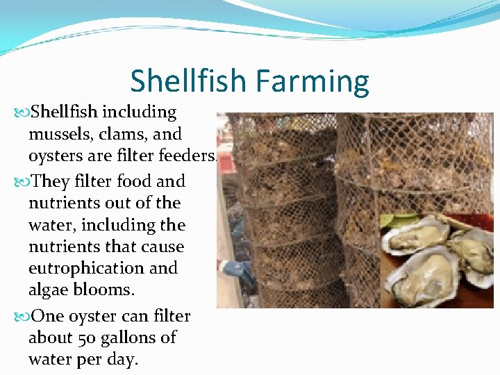 Aquaculture Allain Brooke Amanda Alexandra Introduction Seafood is