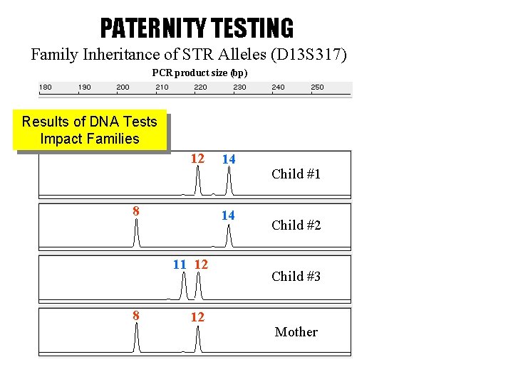 Forensic DNA Typing and Prospects for Biometrics Dr