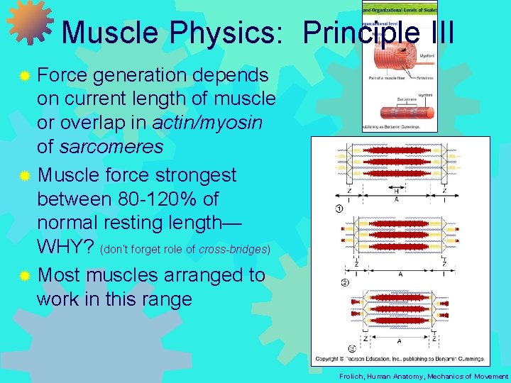 Mechanics of Movement II Muscle Action Across Joints