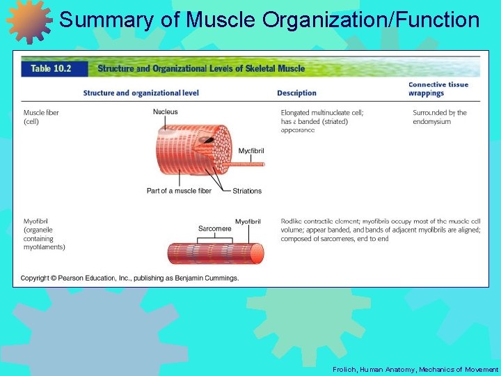 Mechanics of Movement II Muscle Action Across Joints
