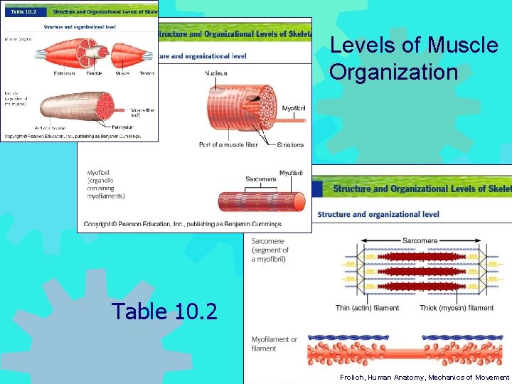 Mechanics of Movement II Muscle Action Across Joints