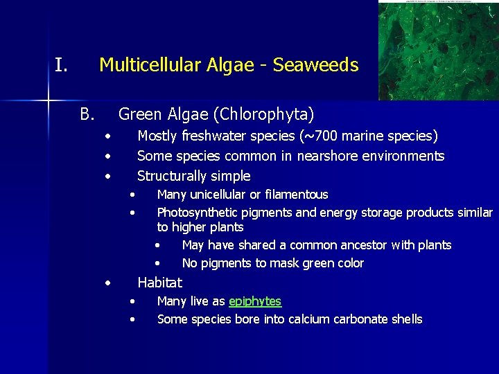 I Multicellular Algae Seaweeds B Green Algae Chlorophyta