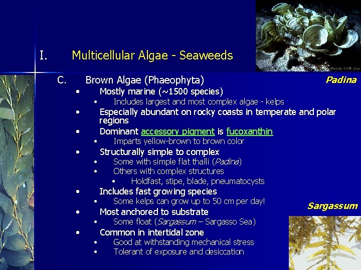 I Multicellular Algae Seaweeds B Green Algae Chlorophyta