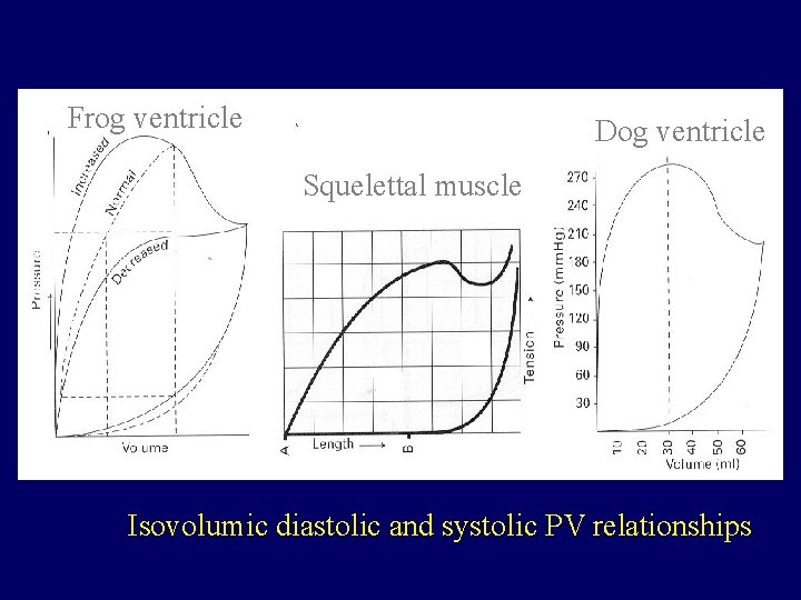 Working Group of Heart Failure and Cardiac Function