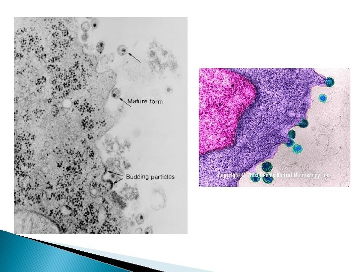 Clasificacin estructura y replicacin de los virus M