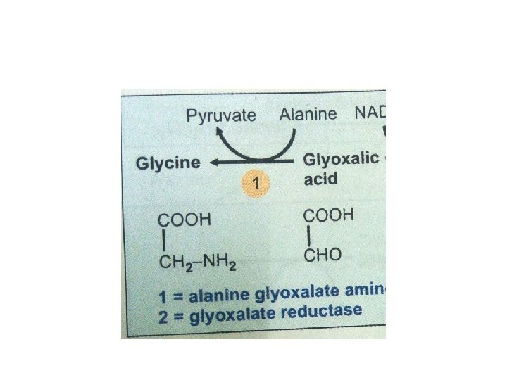 Metabolism of Glycine Dr Ketki K Assistant Professor