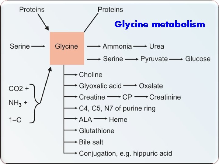 Metabolism of Glycine Dr Ketki K Assistant Professor