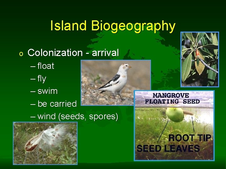 Island Biogeography Island Biogeography o Colonization arrival float
