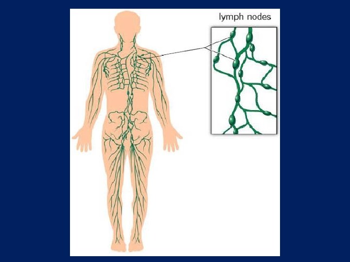 Lymphatic Disorders References Therapeutic Exercise Foundations and ...
