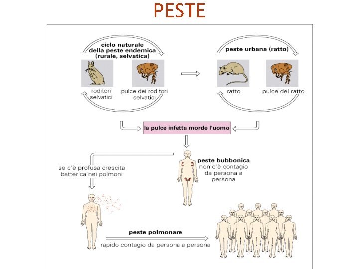 peste Peste Yersinia pestis Endemica in India Sud