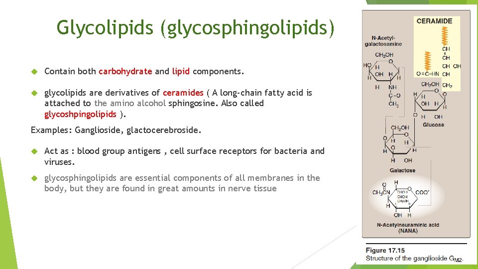 LIPIDS Color Index Important Extra Information Doctors slides