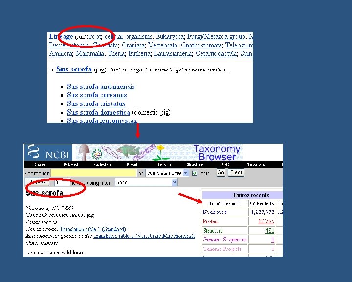 Modeling Functional Genomics Datasets CVM 8890 101 Lesson