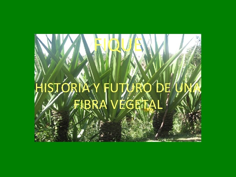 FIQUE HISTORIA Y FUTURO DE UNA FIBRA VEGETAL