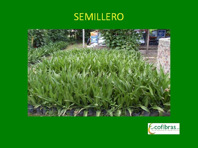 FIQUE HISTORIA Y FUTURO DE UNA FIBRA VEGETAL