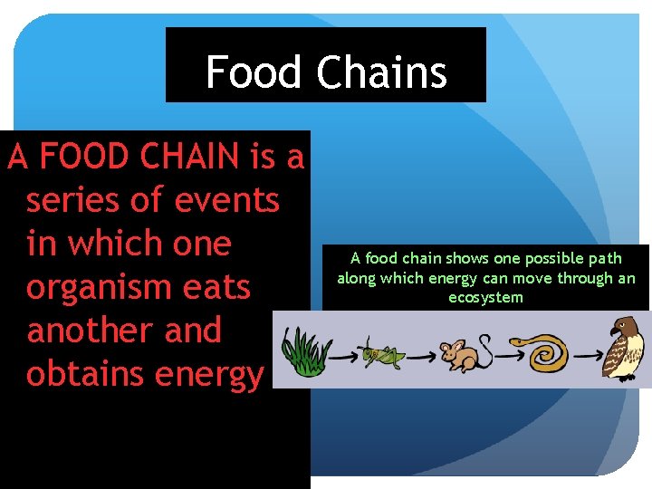 Energy Roles In Ecosystems An organisms role in