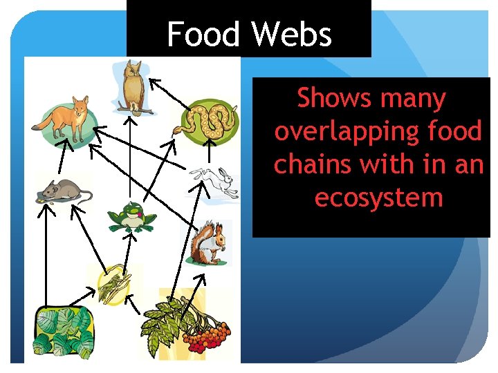 Energy Roles In Ecosystems An organisms role in
