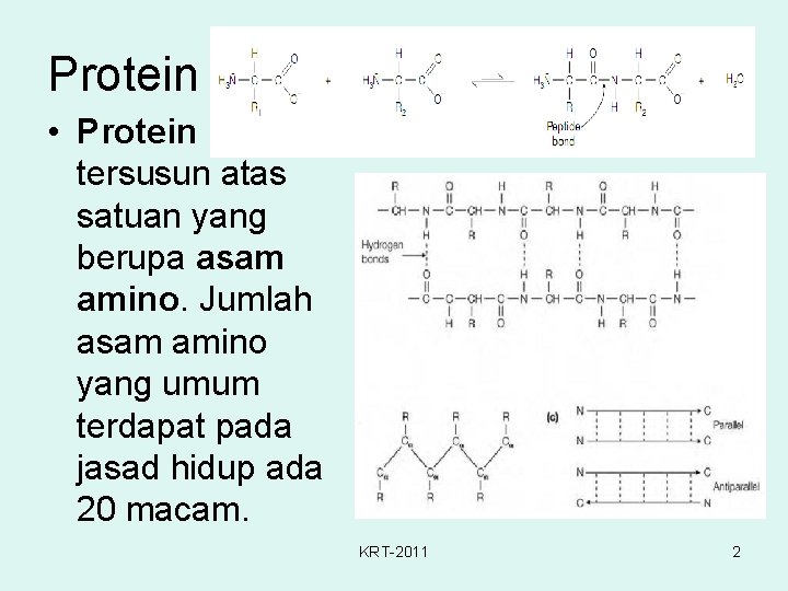 PROTEIN SYNTHESIS KRT2011 1 Protein Protein tersusun atas