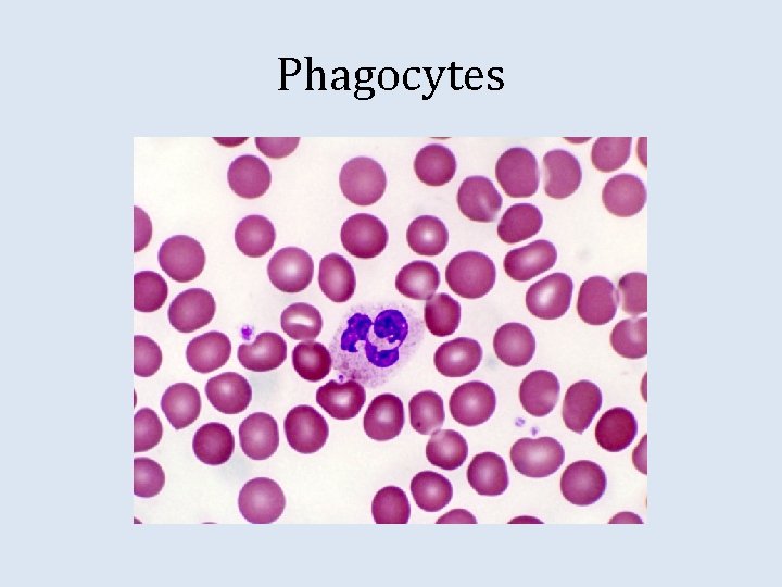 Everything You Wanted to Know About the Immune