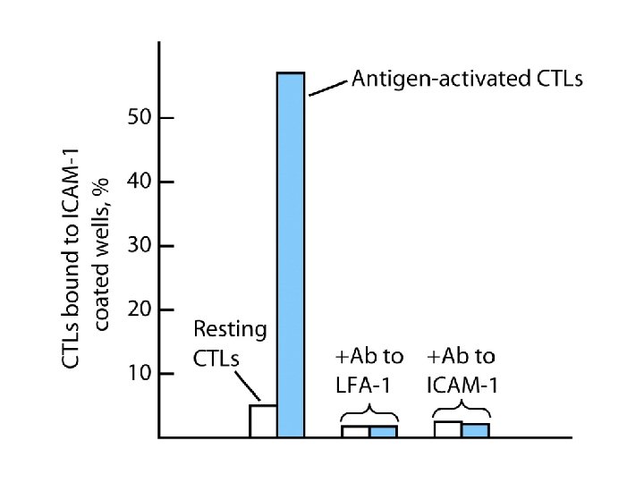 CellMediated Effector Responses Chapter 14 Cell Mediated Immune