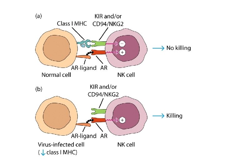 CellMediated Effector Responses Chapter 14 Cell Mediated Immune