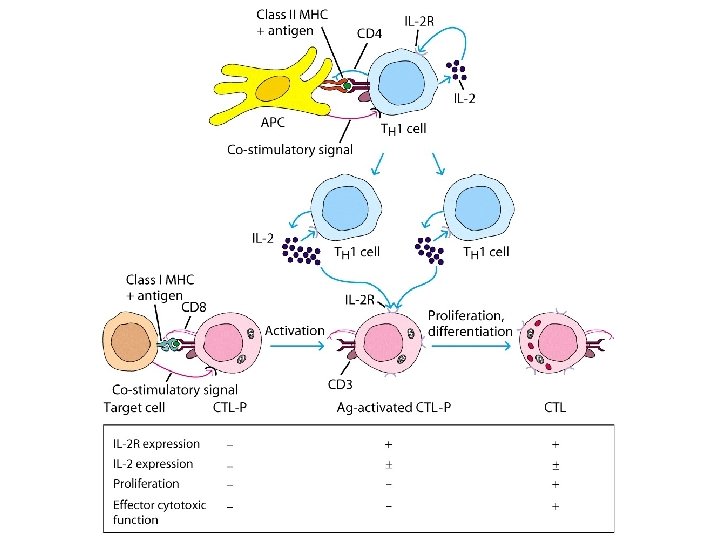 CellMediated Effector Responses Chapter 14 Cell Mediated Immune