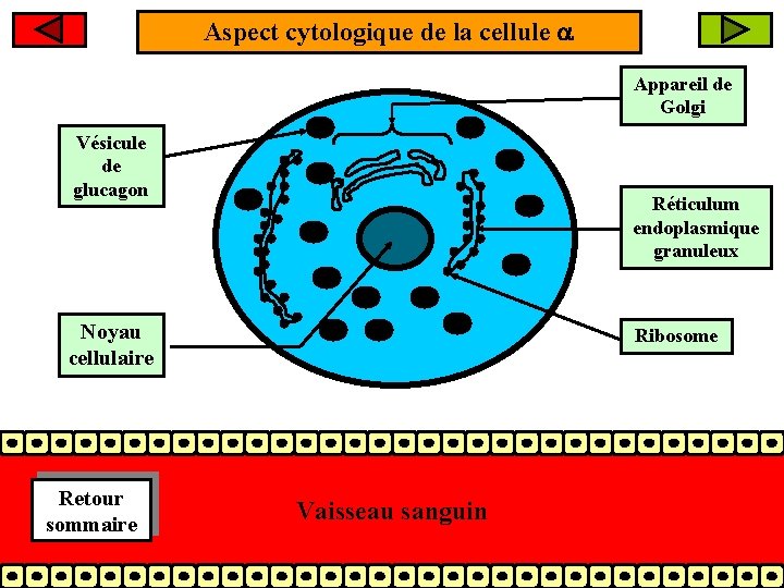 La rgulation de la glycmie Par MARTORELL Laurent