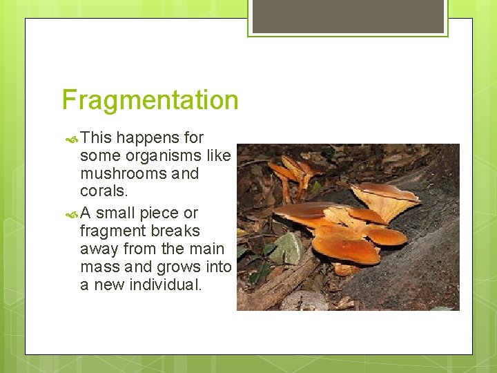 Asexual Reproduction Bacteria Protists Fungi and Animals What