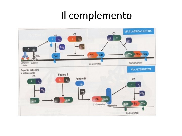 Il sistema del complemento Elena Adinolfi Il complemento