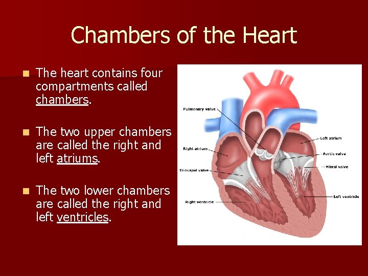 Human Body Systems The Circulatory System The Heart