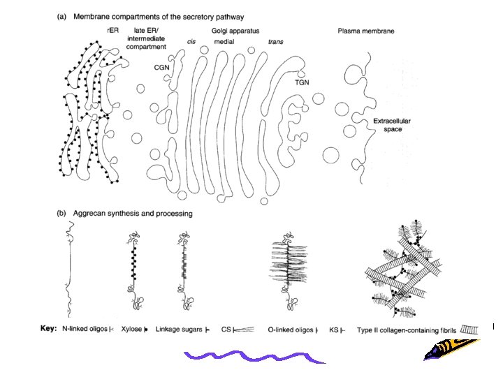 BB 1004 Glycobiology Lecture 4 Proteoglycans Aims To