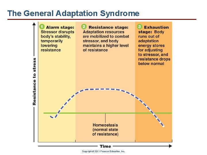 Power Point Lecture Outlines prepared by Dr Lana