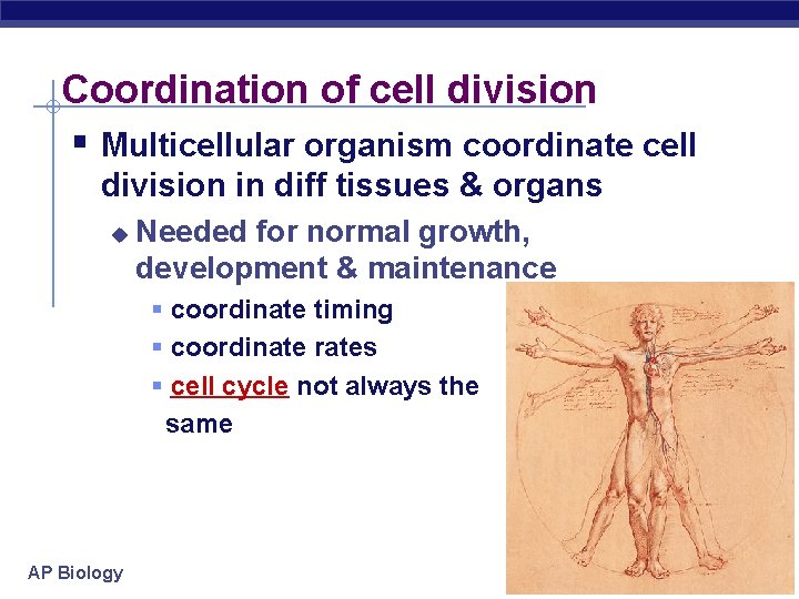 Regulation of Cell Division AP Biology 2006 2007