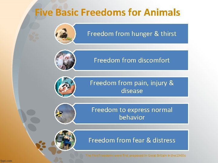 Basic Freedoms for Animals MCSPCA Presented by Anti