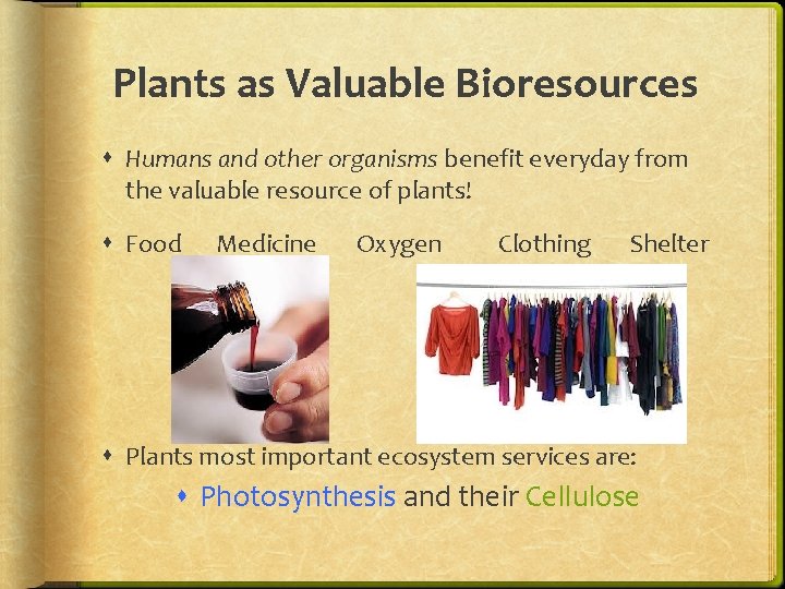PLANTS Uses Form and Function Chapter 13 Uses