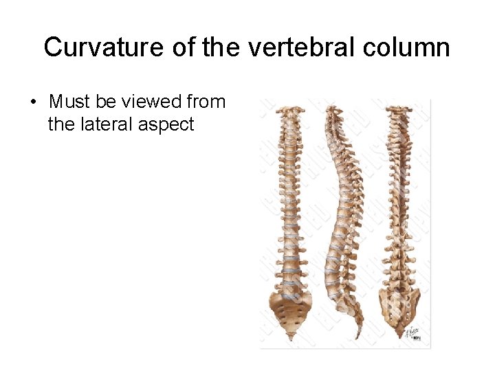 Skeletal System Bone Physiology and the Skull Functions