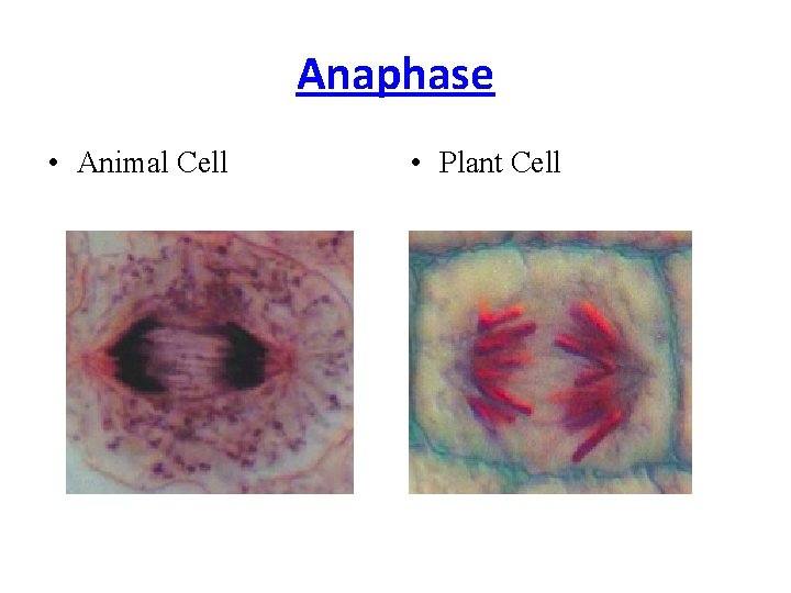 Cell Cycle Division Biology I Cell Division All