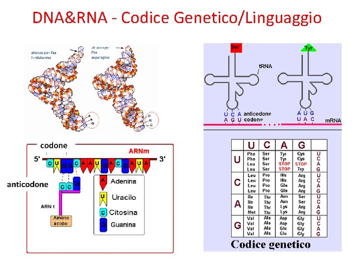 Chimica Organica e Biologica Prof Erik Laurini DNARNA