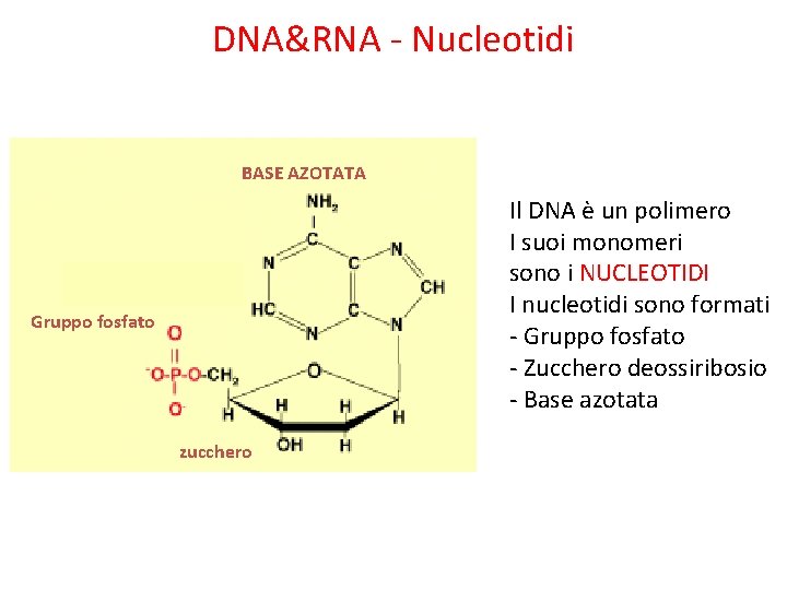 Chimica Organica e Biologica Prof Erik Laurini DNARNA