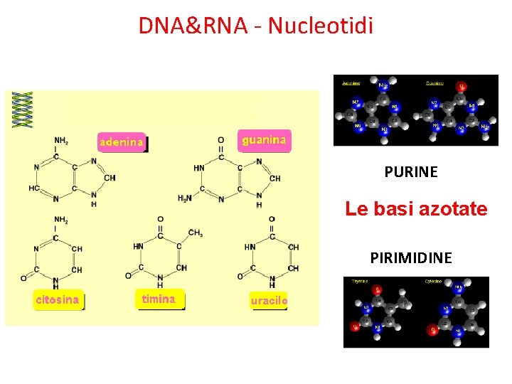 Chimica Organica e Biologica Prof Erik Laurini DNARNA