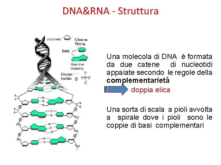 Chimica Organica e Biologica Prof Erik Laurini DNARNA
