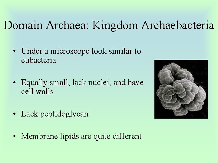 Bacteria and Viruses Biology II Chapter 19 Prokaryotes