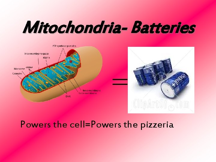 Cell Analogy Pizzeria By Shyla Bonham CellPizzeria Cell